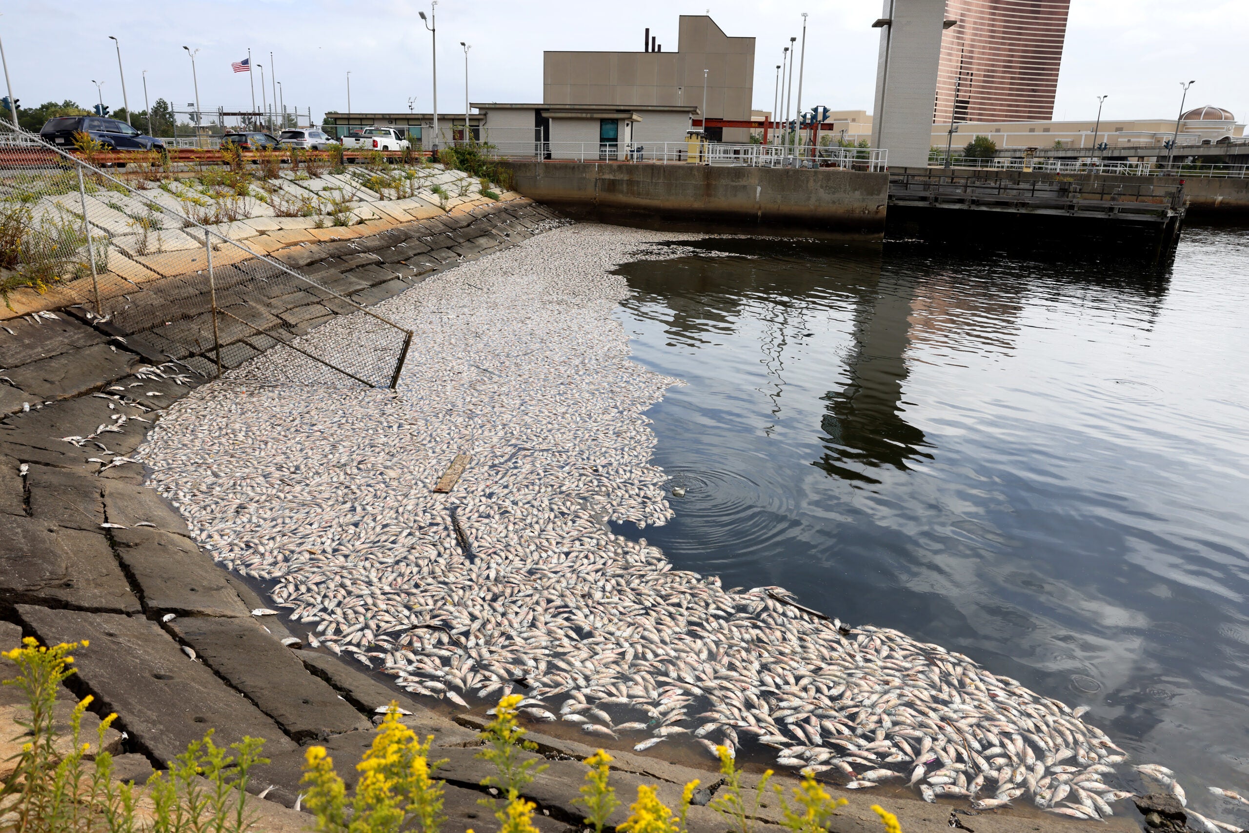 Smell something fishy along the Mystic River? Here’s why.