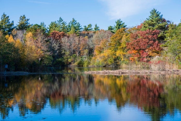 What experts are saying about the 2021 foliage season in New England