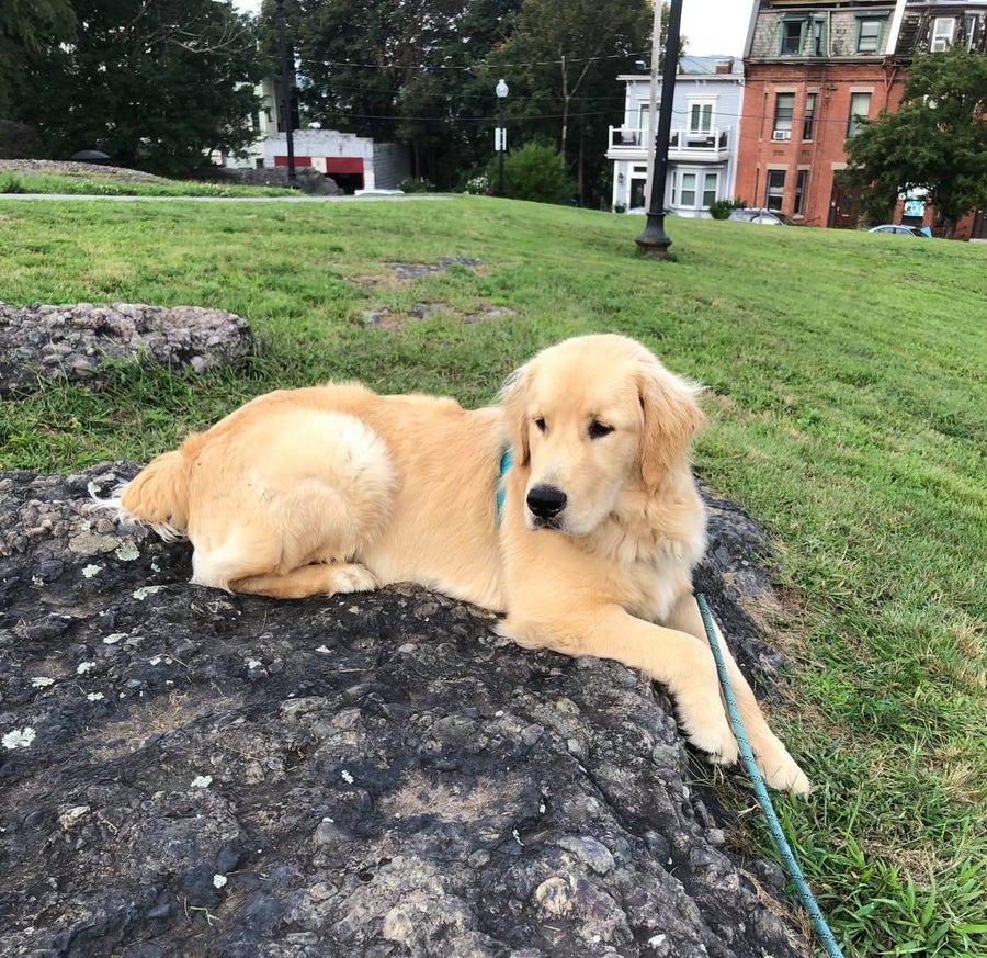 PHOTOS: Here's what readers have to say about their pandemic pets
