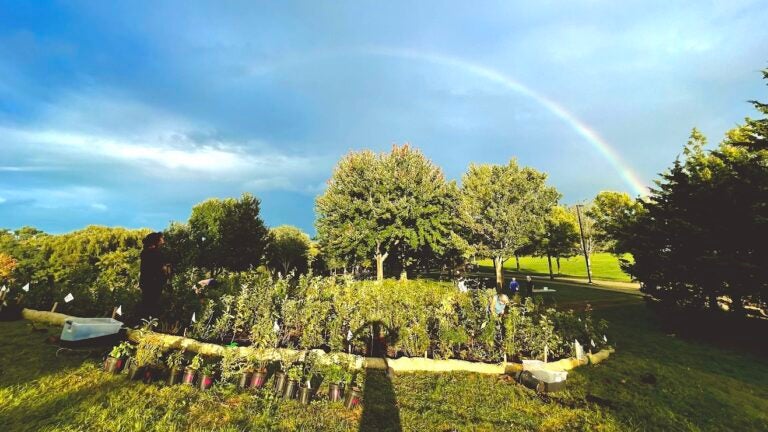 The Northeast’s first Miyawaki forest is growing in Cambridge. Here’s what that means.