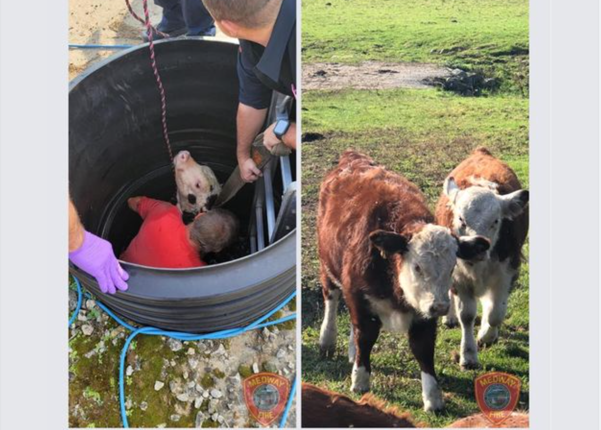 Calf rescued by firefighters after falling into a well in Medway