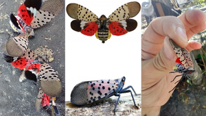 The spotted lanternfly has arrived. Here's everything you need to know.