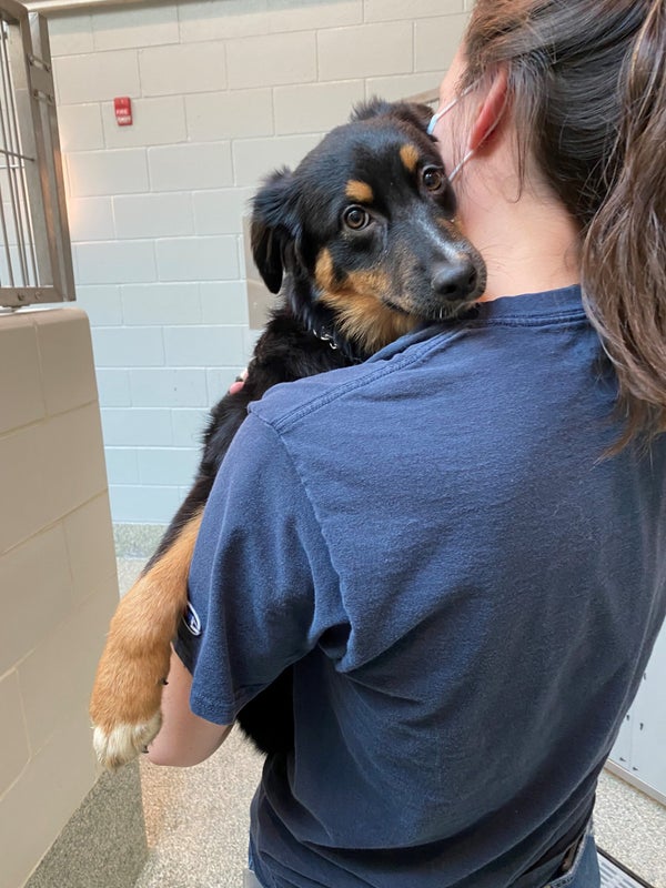 After rare surrender, 9 Aussie puppies are available for adoption in Boston