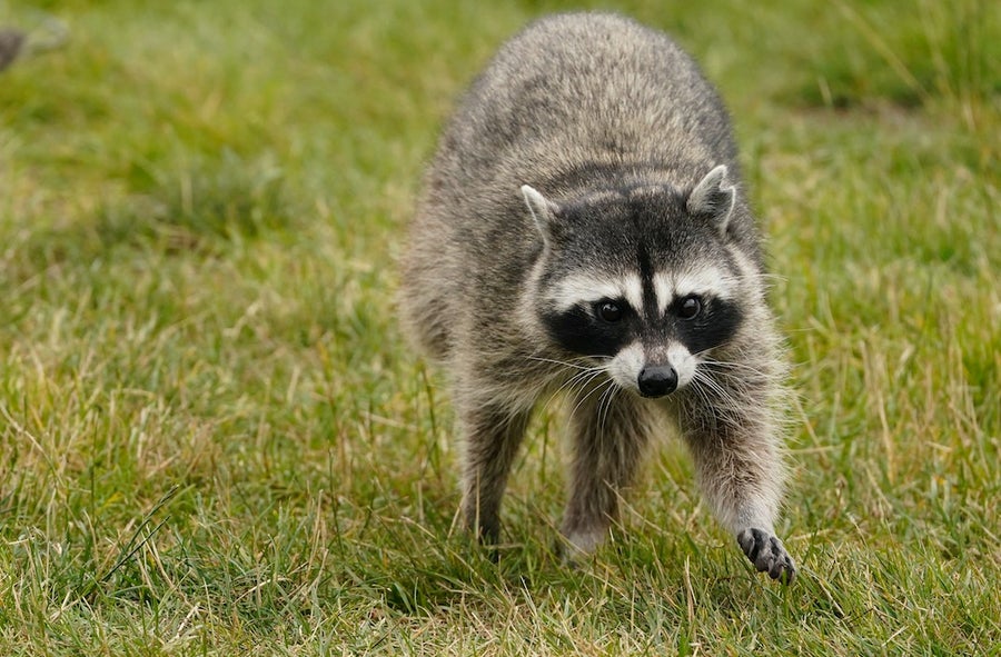 Malden woman attacked by rabid raccoon while in her backyard