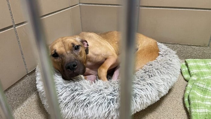 You can now buy a calendar of shirtless Mass. firefighters posing with ...