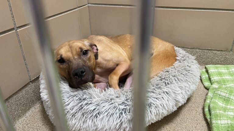 You can now buy a calendar of shirtless Mass. firefighters posing with ...