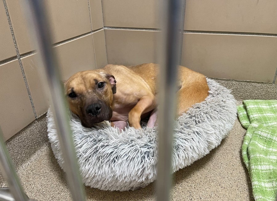 You can now buy a calendar of shirtless Mass. firefighters posing with ...