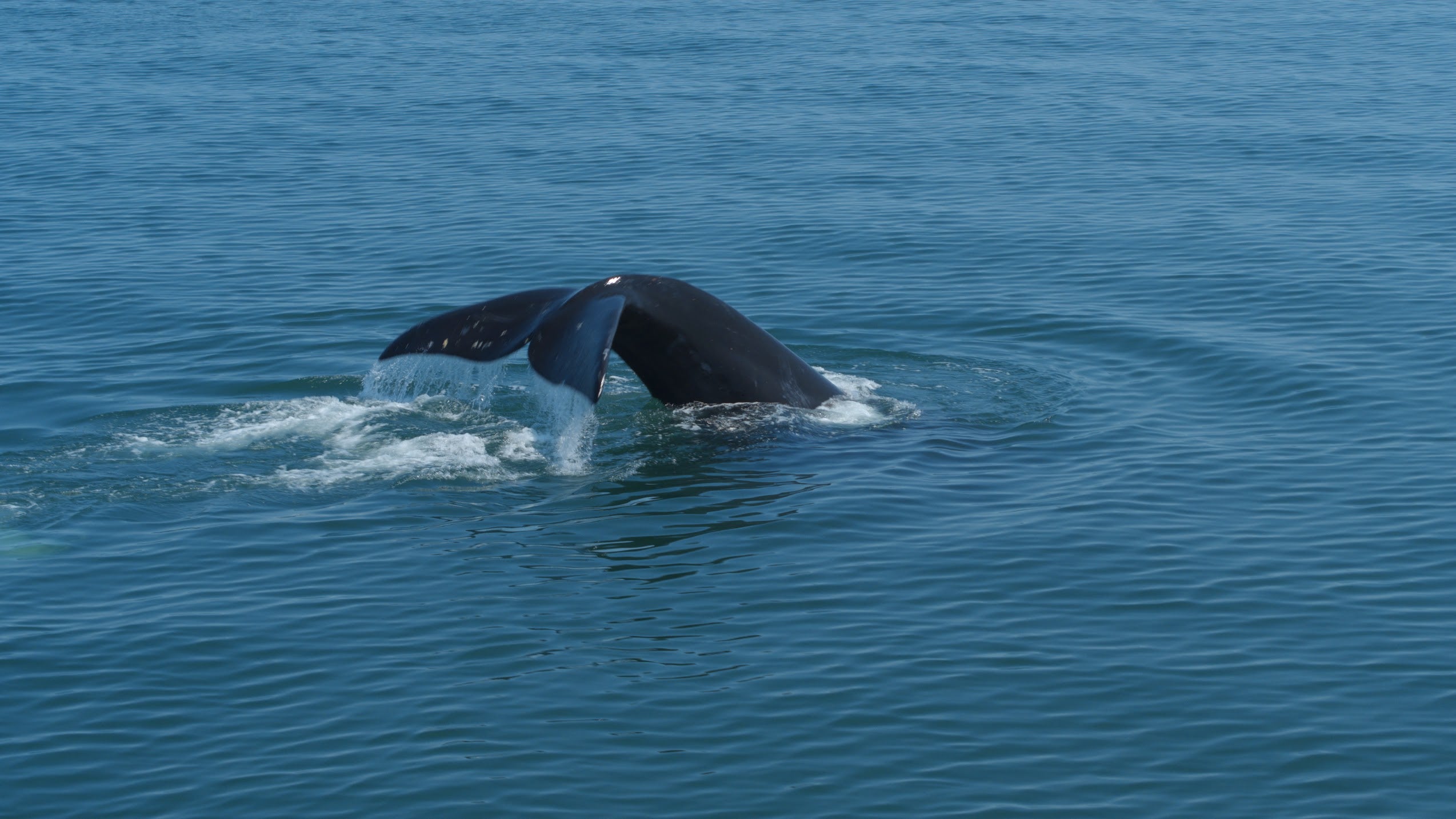 View the first-ever underwater footage of North Atlantic Right Whales
