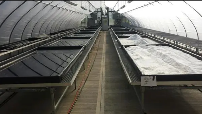 Salty business booming again in the Bay State