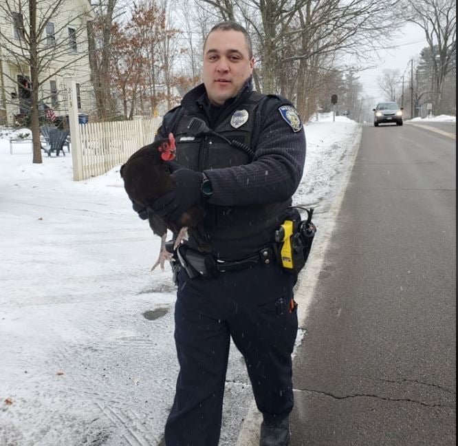 Medway police officer helps 'wayward chicken' find its way home