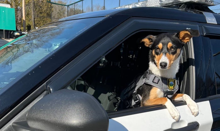 Everything you need to know about the upcoming 'Puppy Doe' trial