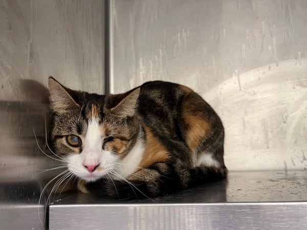 A cat was killed in Cambridge in a 'particularly disturbing' case. It ...