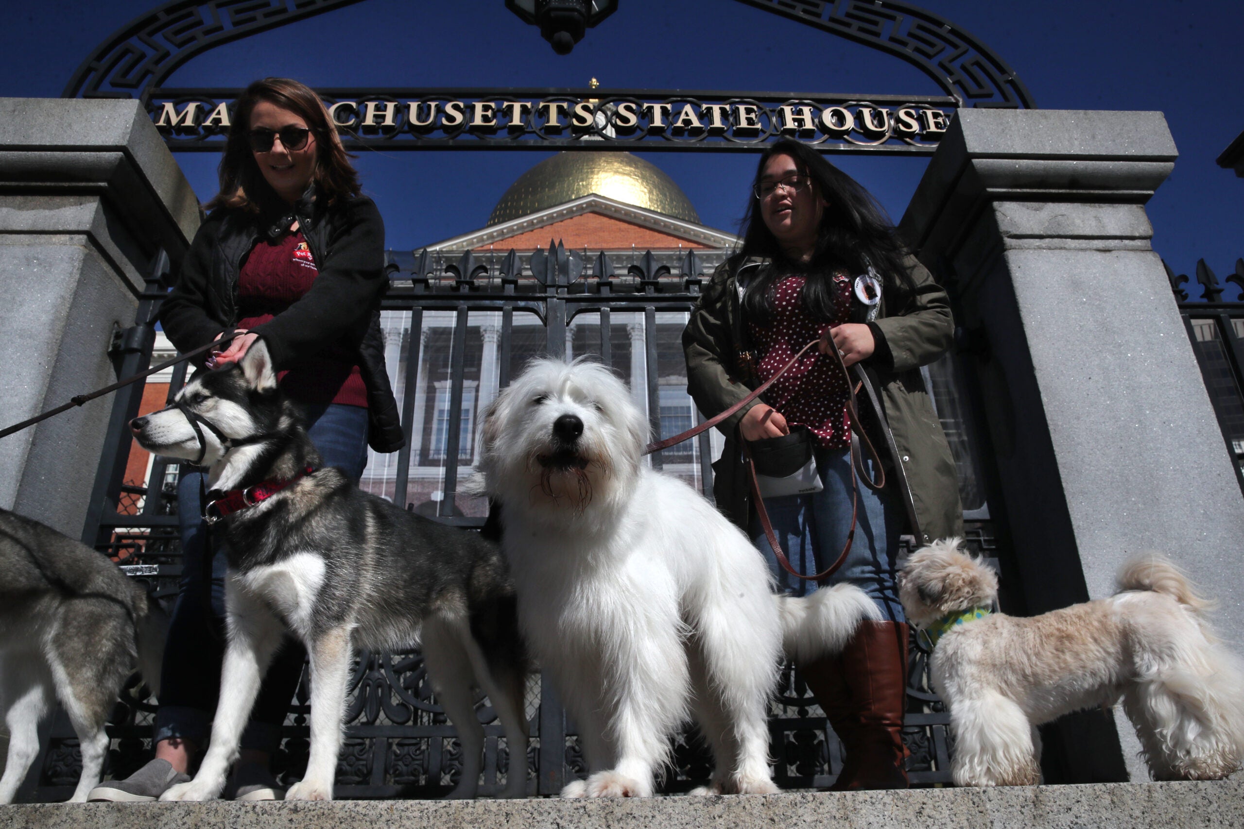 Ollie s Law Puppy s Death Inspires Dog Daycare Regulation Ollie s Law Puppy s Death Inspires Dog Daycare Regulation