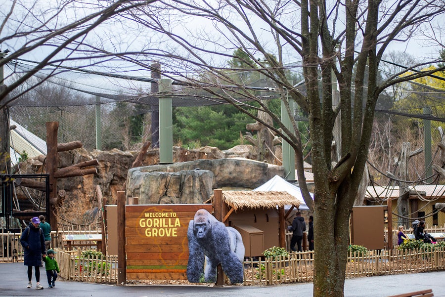Check out the new $9.1 million outdoor gorilla habitat at Franklin Park Zoo