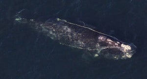 Right whale entangled in rope spotted off Cape Cod with new calf