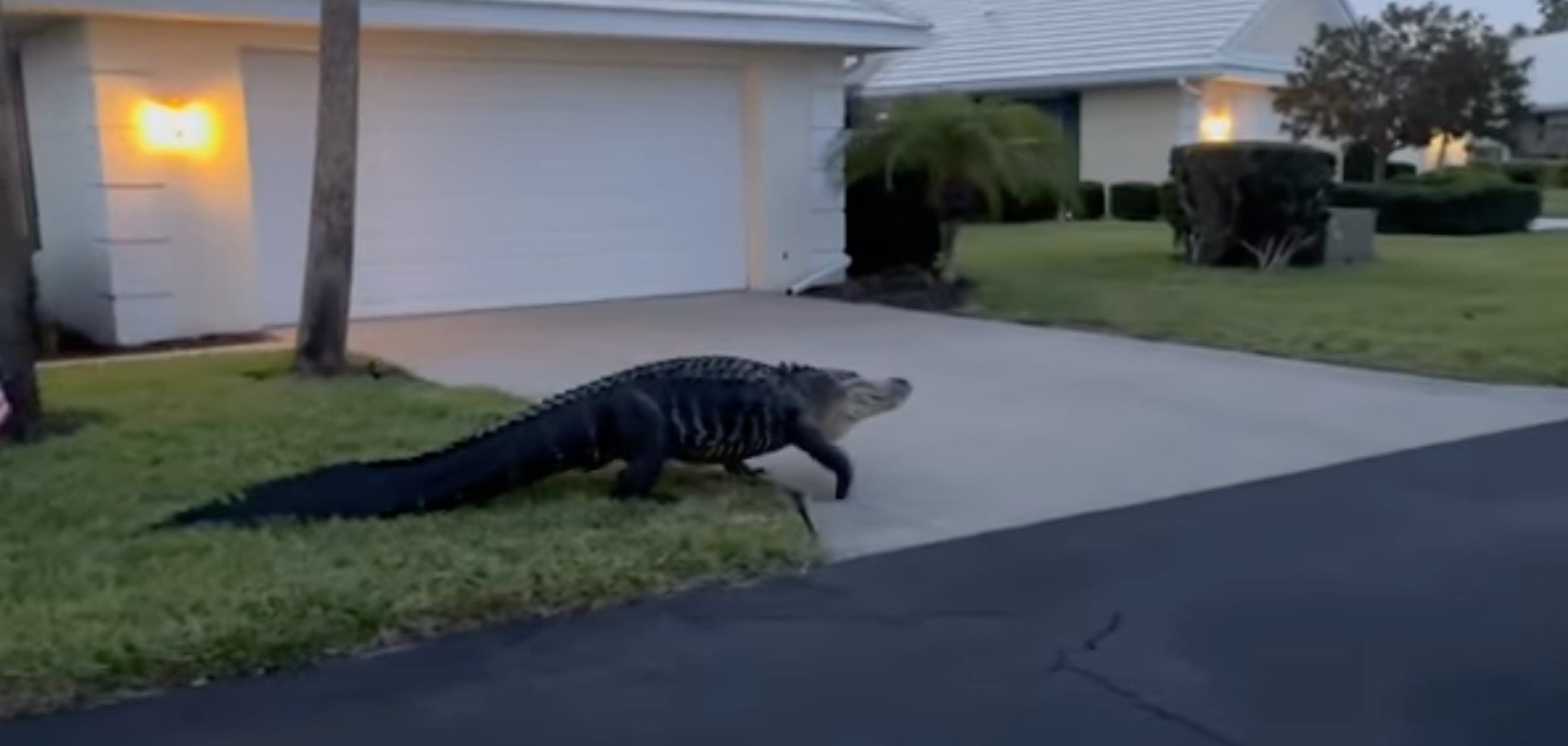 Customer finds 7-foot alligator inside Florida post office