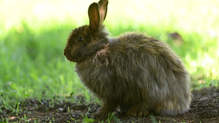 NH residents are being asked to document and share their rabbit sightings