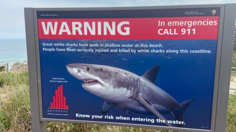 There was a bevy of shark sightings at the Cape over the weekend ...