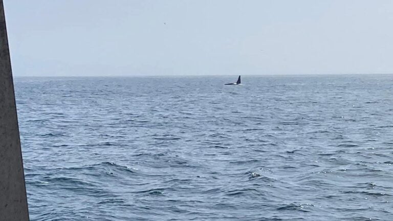 Solitary Orca spotted off the coast of Cape Cod