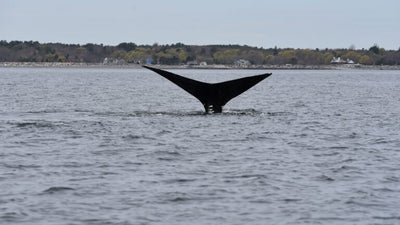 Extremely rare whales make a big showing in Cape Cod Bay