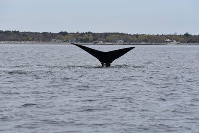 Killer whale off Cape Cod has been spotted in New England waters before