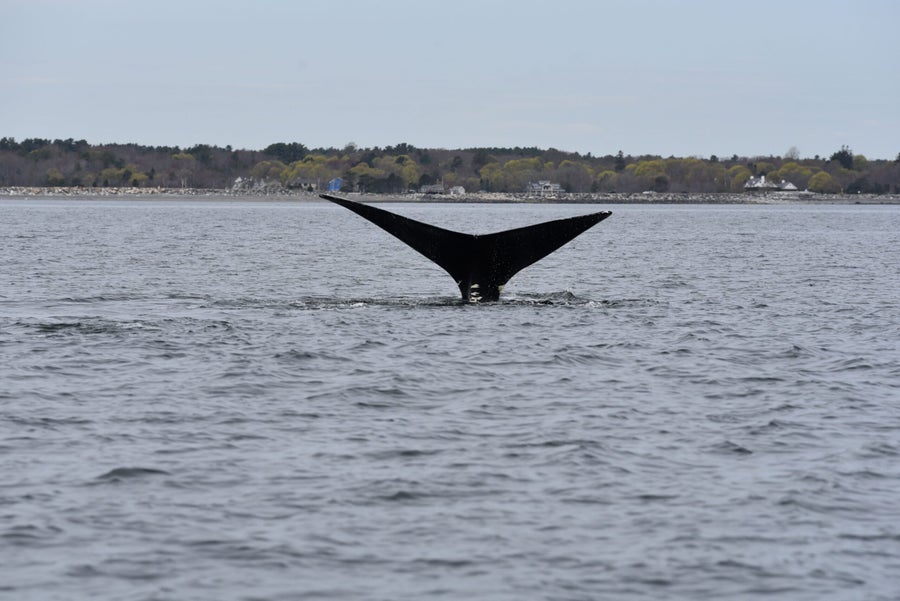 Killer whale off Cape Cod has been spotted in New England waters before