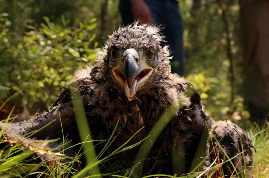 How America saved its iconic bird from extinction