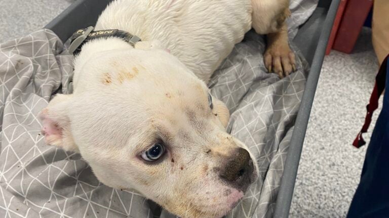 A rare Pomsky puppy is up for adoption after breaking her leg