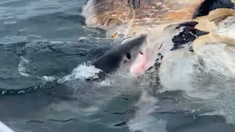3 white sharks spotted off Nantucket chomping on dead whale