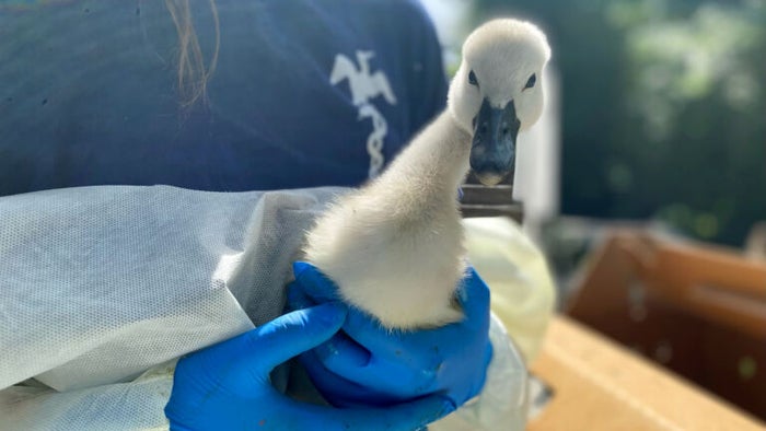 Father photographed caring for cygnets after Esplanade 'Mother Swan' dies