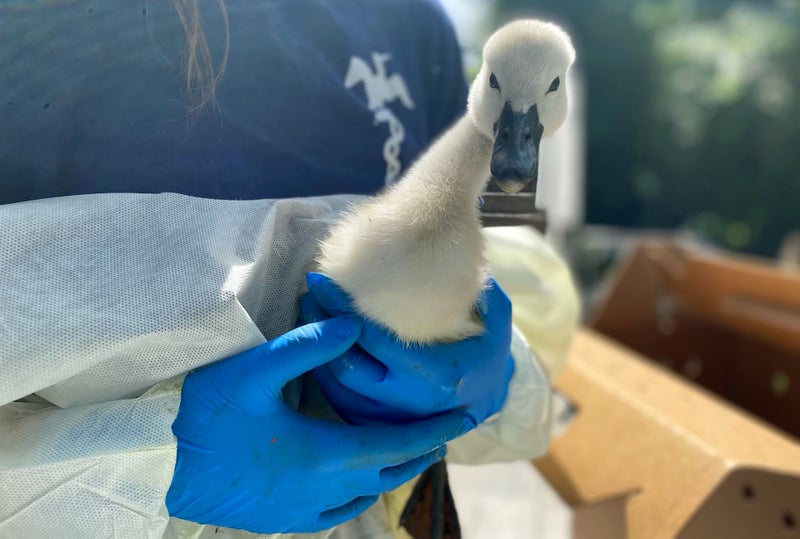 Father photographed caring for cygnets after Esplanade 'Mother Swan' dies