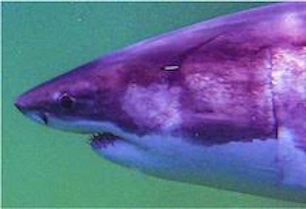 What you need to know about sharks if you’re heading to Cape Cod ...