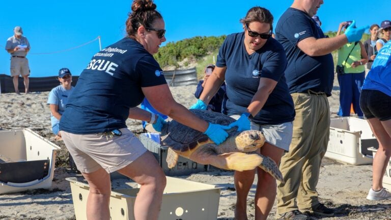 Solitary Orca spotted off the coast of Cape Cod