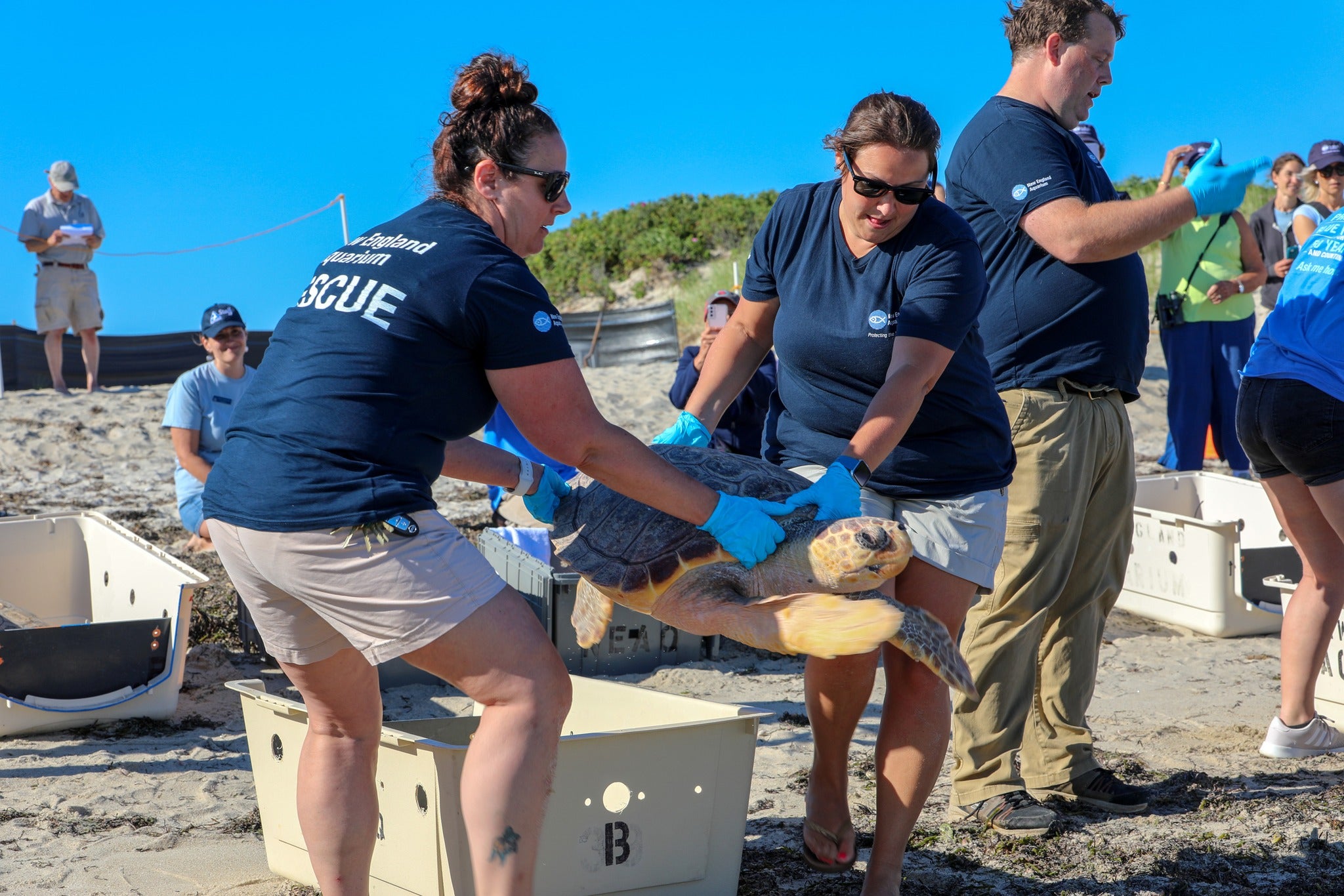 720 stranded sea turtles were rescued on Cape Cod this season, setting ...