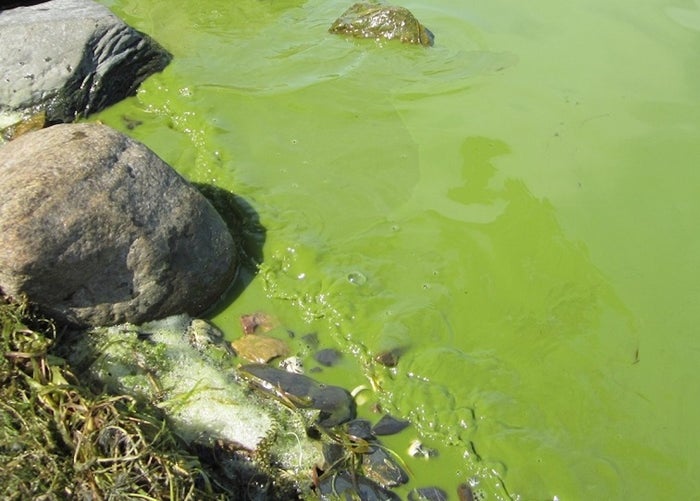 Toxic algae is back, this time on the Cape
