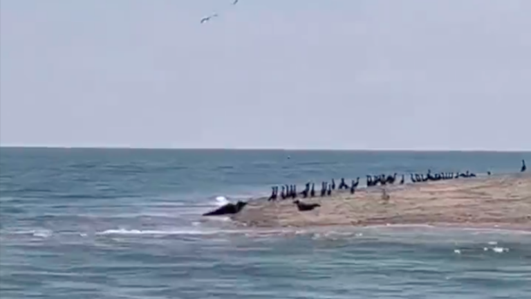 Photo: Researchers remind beachgoers of how close great white sharks ...