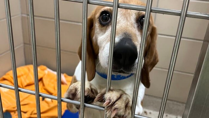 The MSPCA now has a 24/7 live stream of adoptable pets