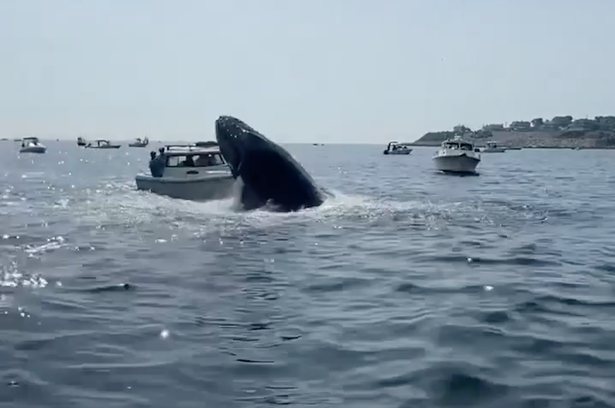 Solitary Orca spotted off the coast of Cape Cod