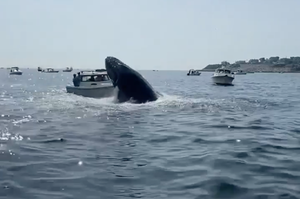 Solitary Orca spotted off the coast of Cape Cod