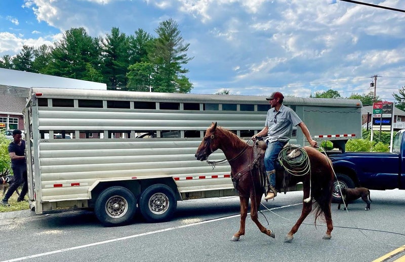 Solitary Orca spotted off the coast of Cape Cod