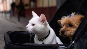 A new survey says Massachusetts is a 'cat state' — do you agree ...
