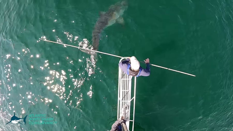 Great white sharks spotted at 3 Cape Cod beaches