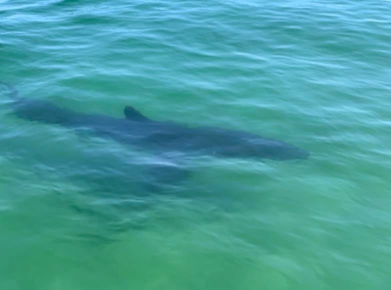 Shark filmed chowing on porpoise off Maine coast as Sharktivity app ...