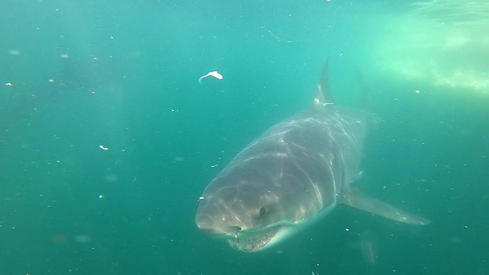 Shark filmed chowing on porpoise off Maine coast as Sharktivity app ...