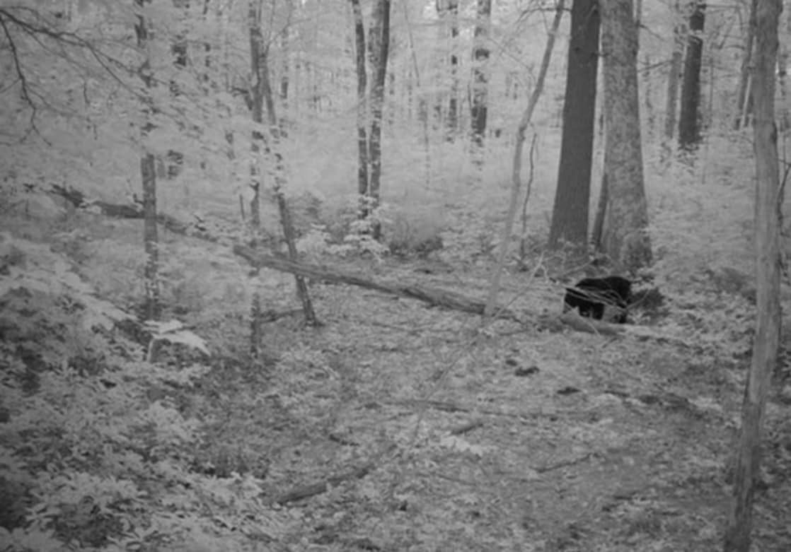 Maps: Where bears have been seen in Mass. this summer