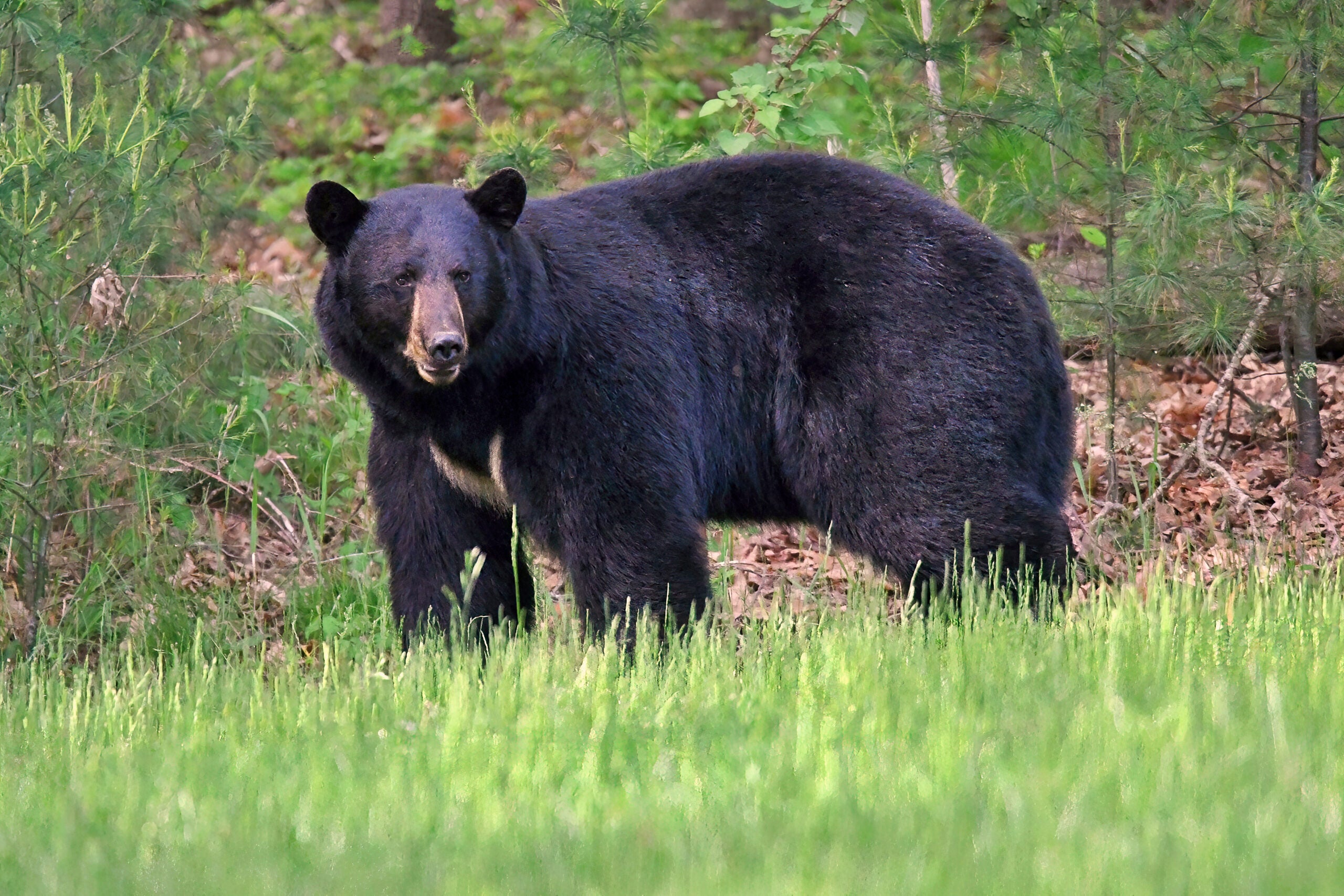N.H. campground shuttered after bears move in