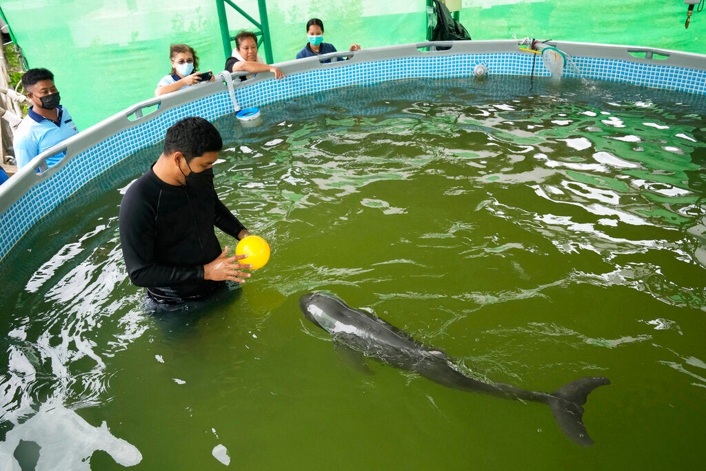 Sick dolphin calf improves with tube-fed milk, helping hands