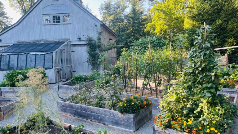 How to keep your garden pest-free without killing pollinators. Tips ...