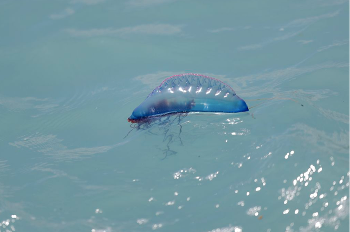 Solitary Orca spotted off the coast of Cape Cod