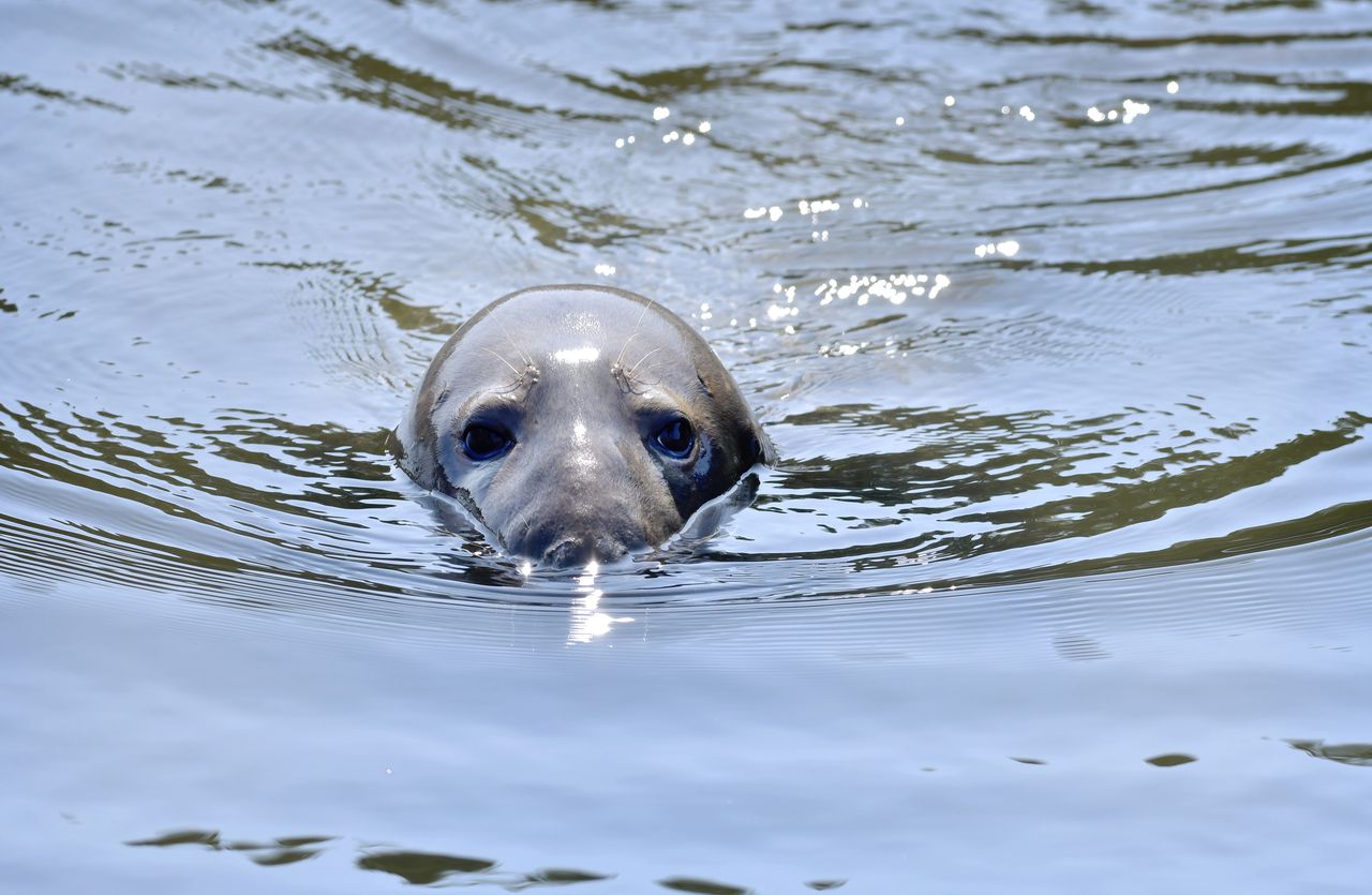 New book spotlights Beverly’s beloved Shoebert the Seal